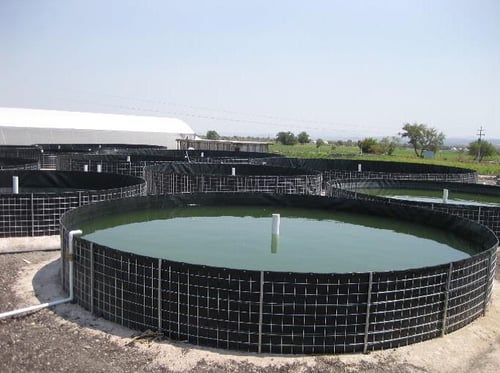 Ventajas de usar estanques de geomembrana para el cultivo de peces Ventajas de usar estanques de geomembrana para el cultivo de peces